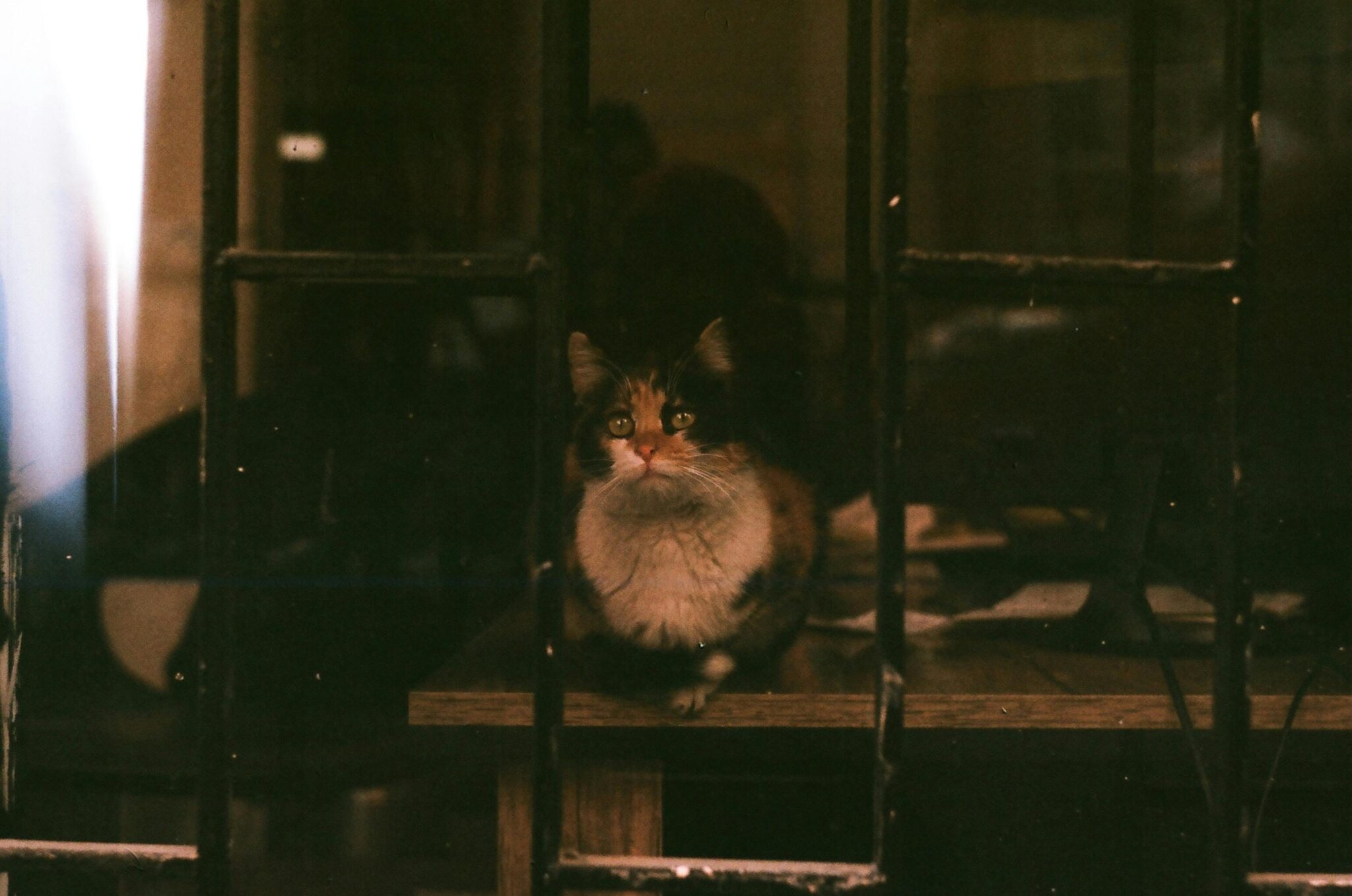 Chimera Cat: The Fascinating Facts About This Unique Breed - Cat Care ...