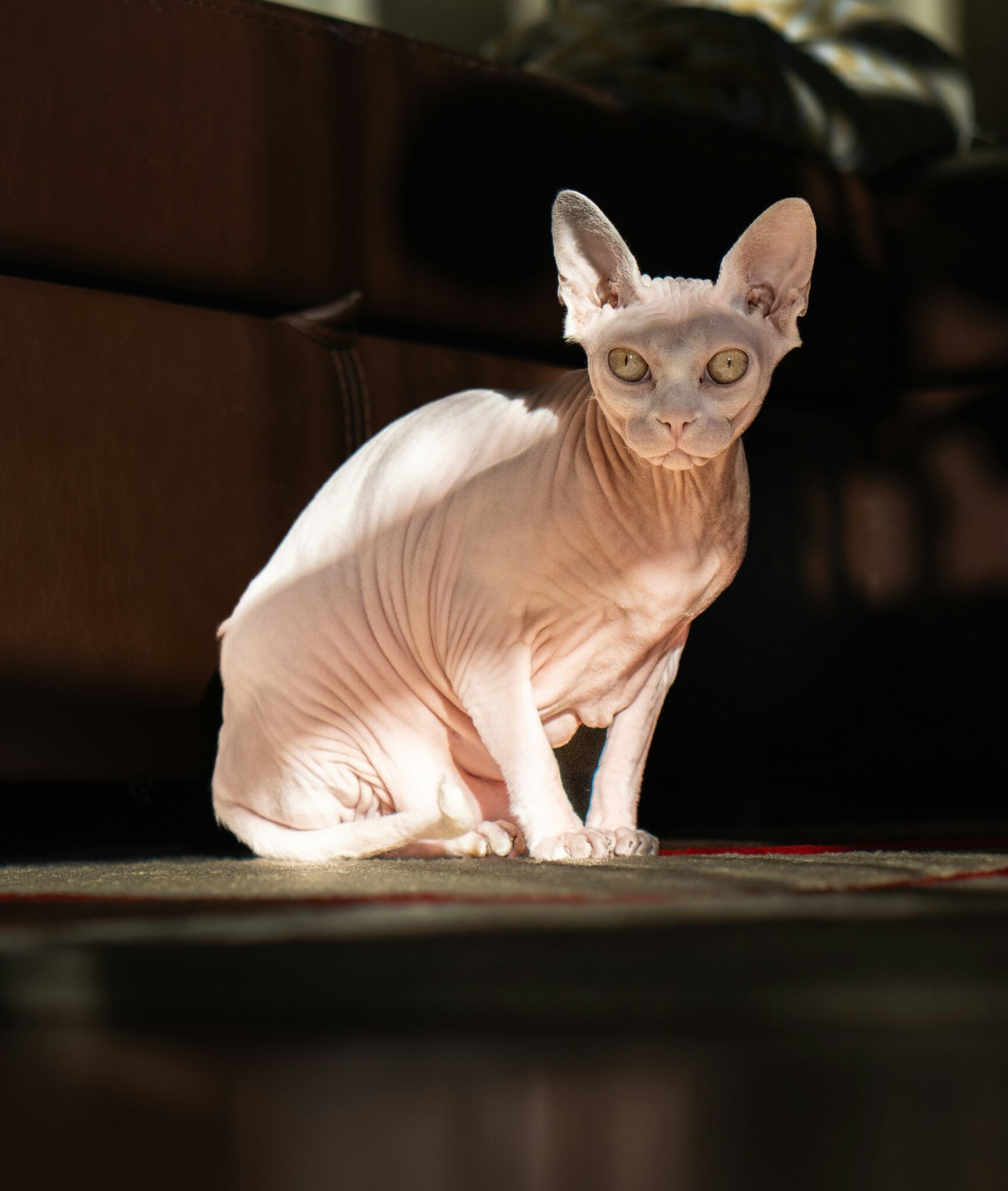 Devon Rex Cat: Everything You Need to Know About This Adorably ...