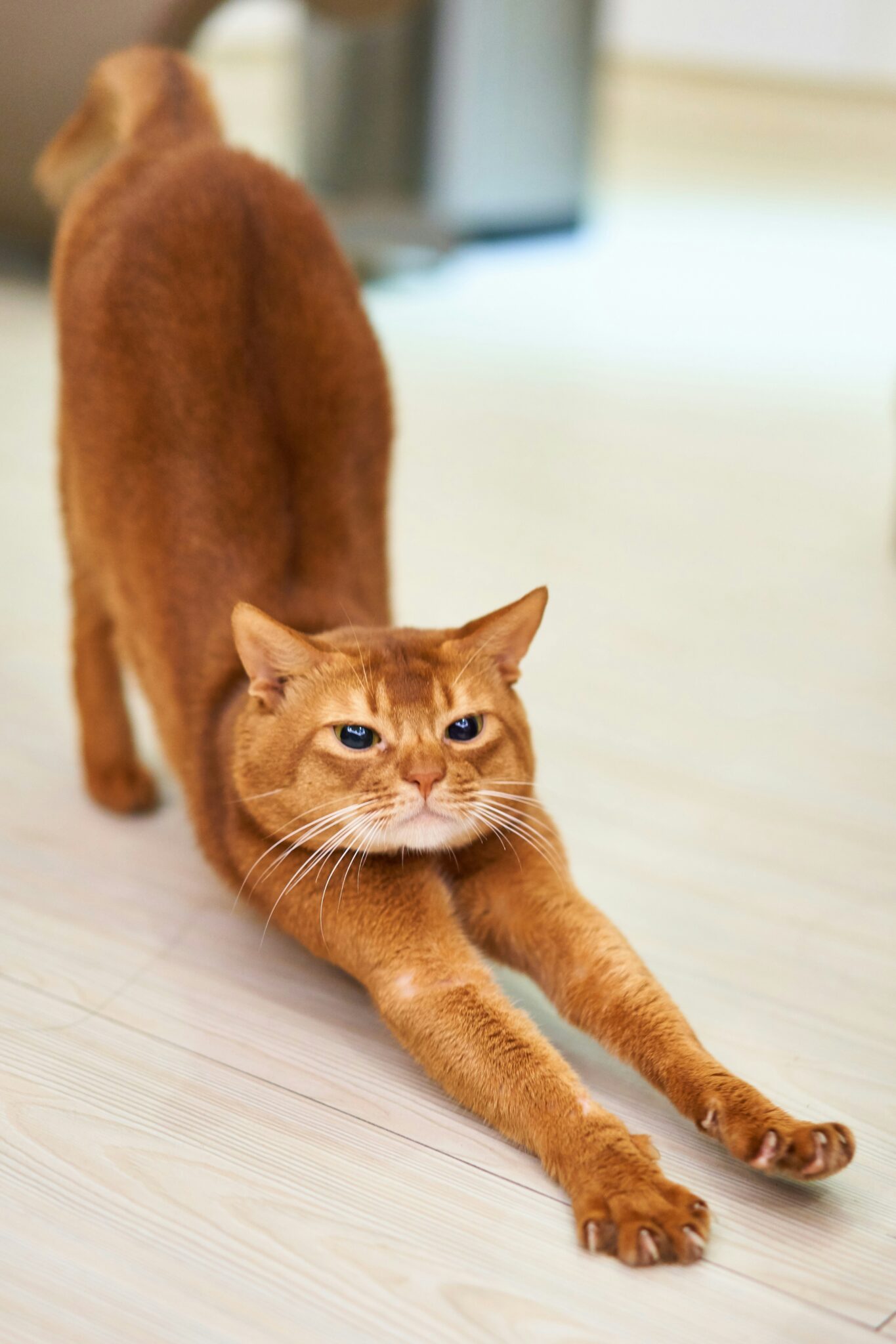Somali Cat: The Playful and Energetic Breed You’ll Adore - Cat Care and ...