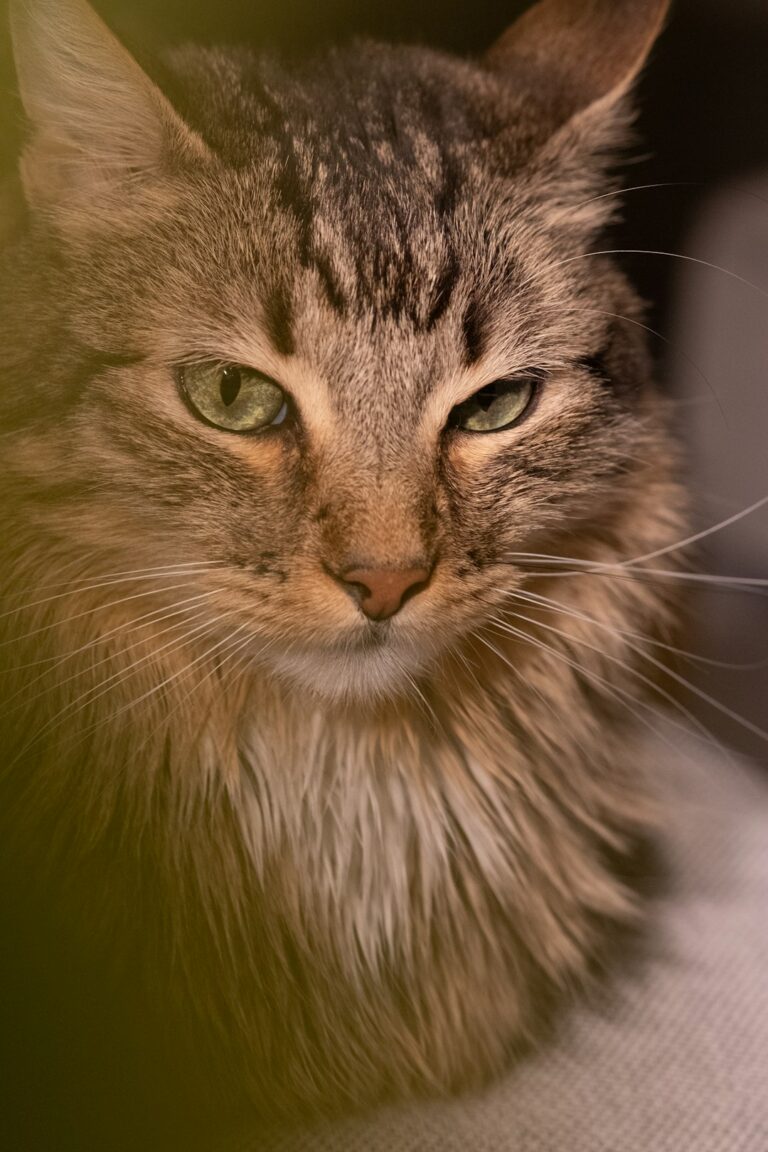 Understanding Dilute Calico Cats: Characteristics and Care Needs - Cat ... Understanding Dilute Calico Cats: Characteristics and Care Needs - Cat ...