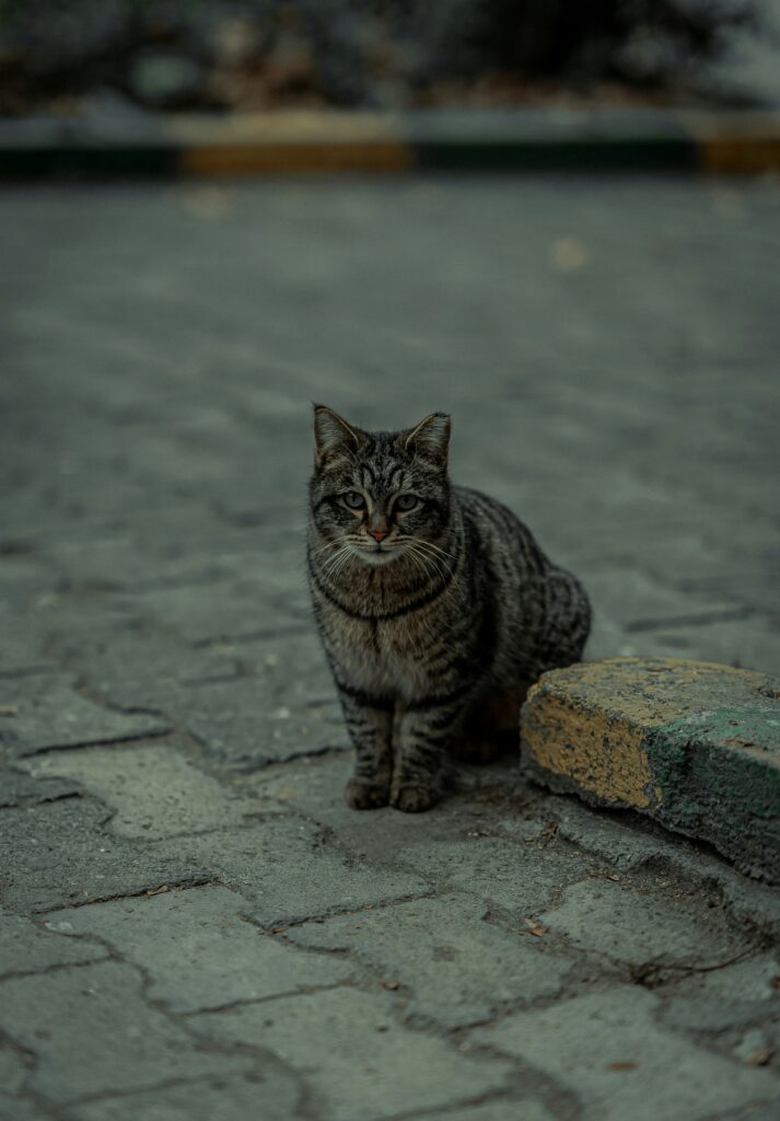 The Manx Cat: History, Traits, and Care Tips for Potential Owners - Cat ...