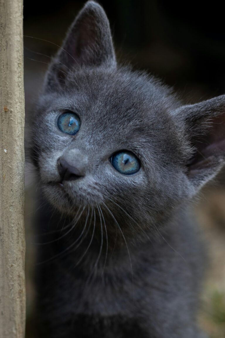 The Russian Blue Cat: A Comprehensive Guide to This Elegant Breed - Cat ...